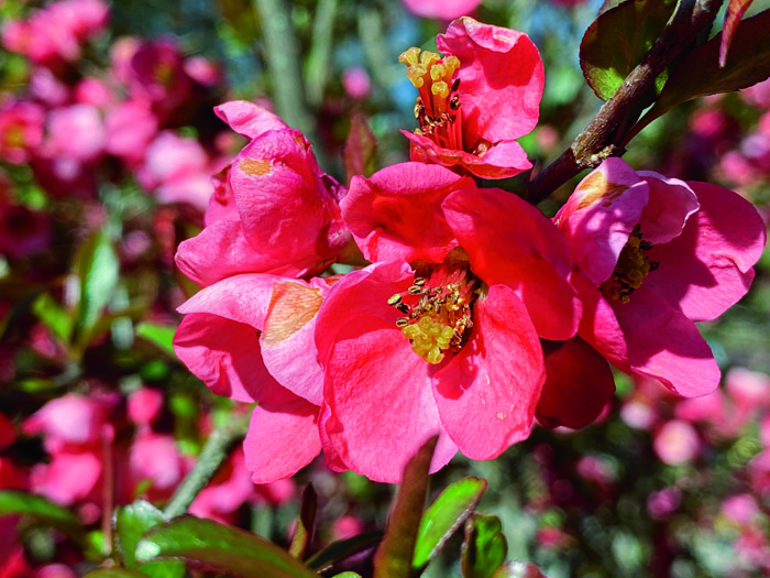 Flowering Quince Varieties for Food and Flowers - Grit